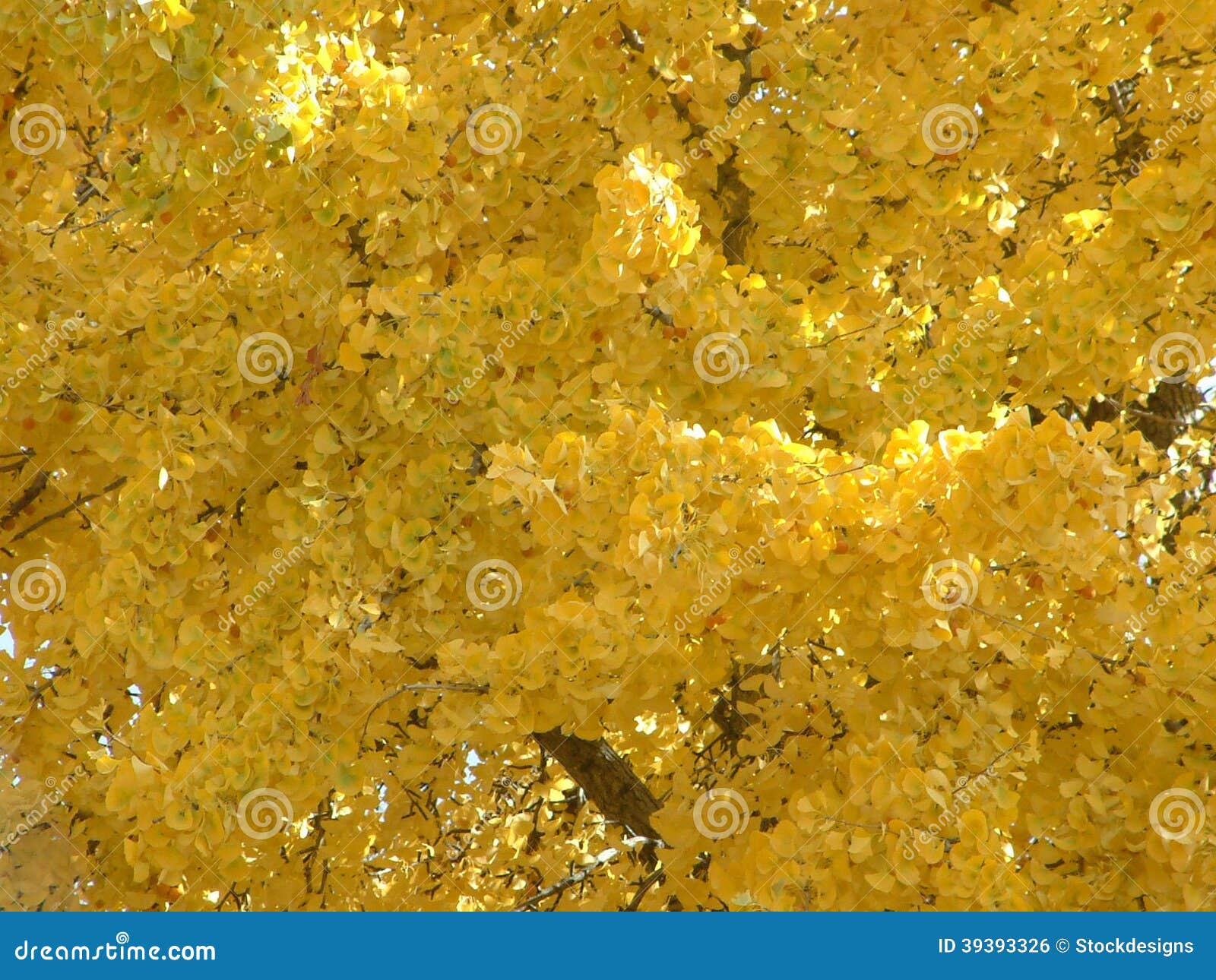 Golden Ginkgo Biloba Tree stock photo. Image of golden - 39393326