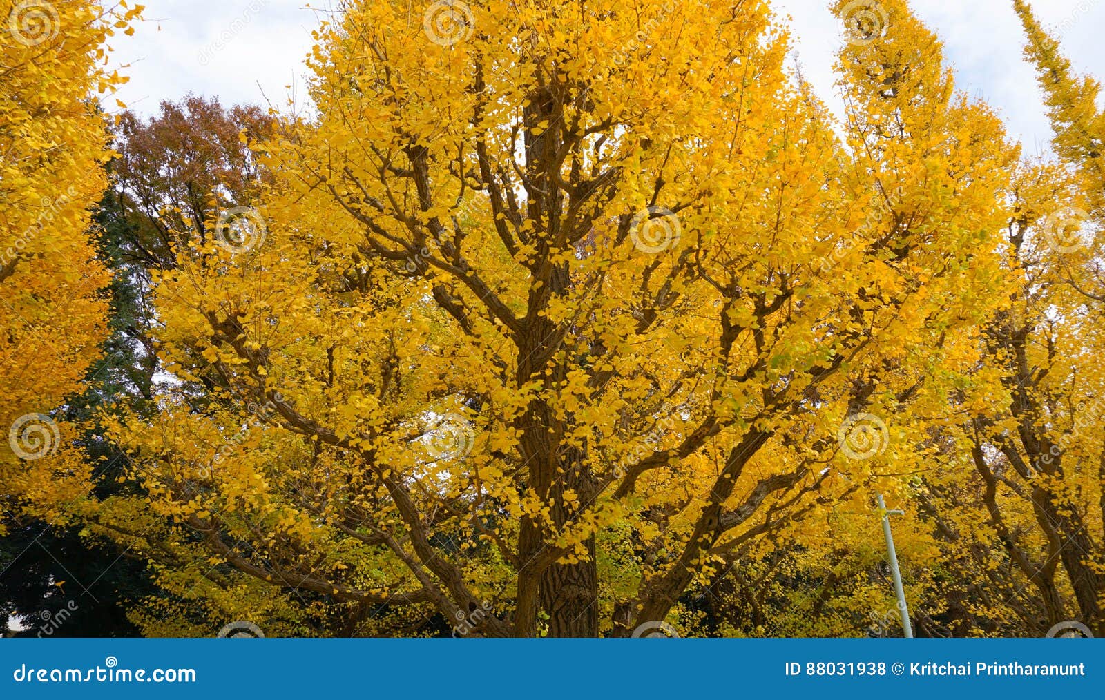 Golden ginkgo tree stock photo. Image of innocence, mountains - 88031938