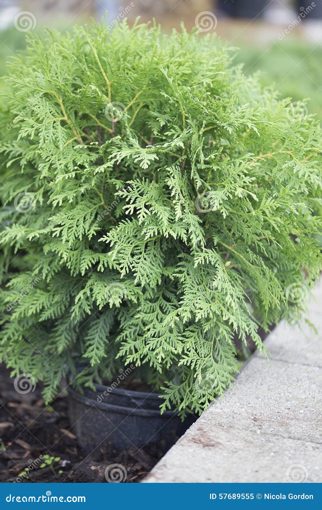 Golden Globe Cedar stock image. Image of plant, bush - 57689555