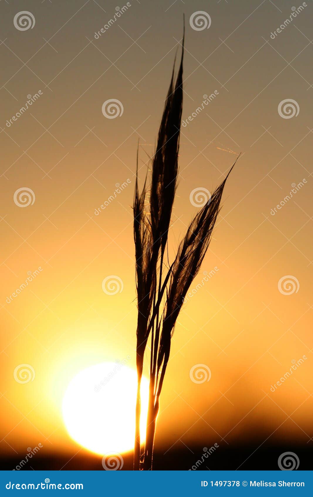 Golden Glowing Sun and Silloue Stock Photo - Image of plant, glowing ...