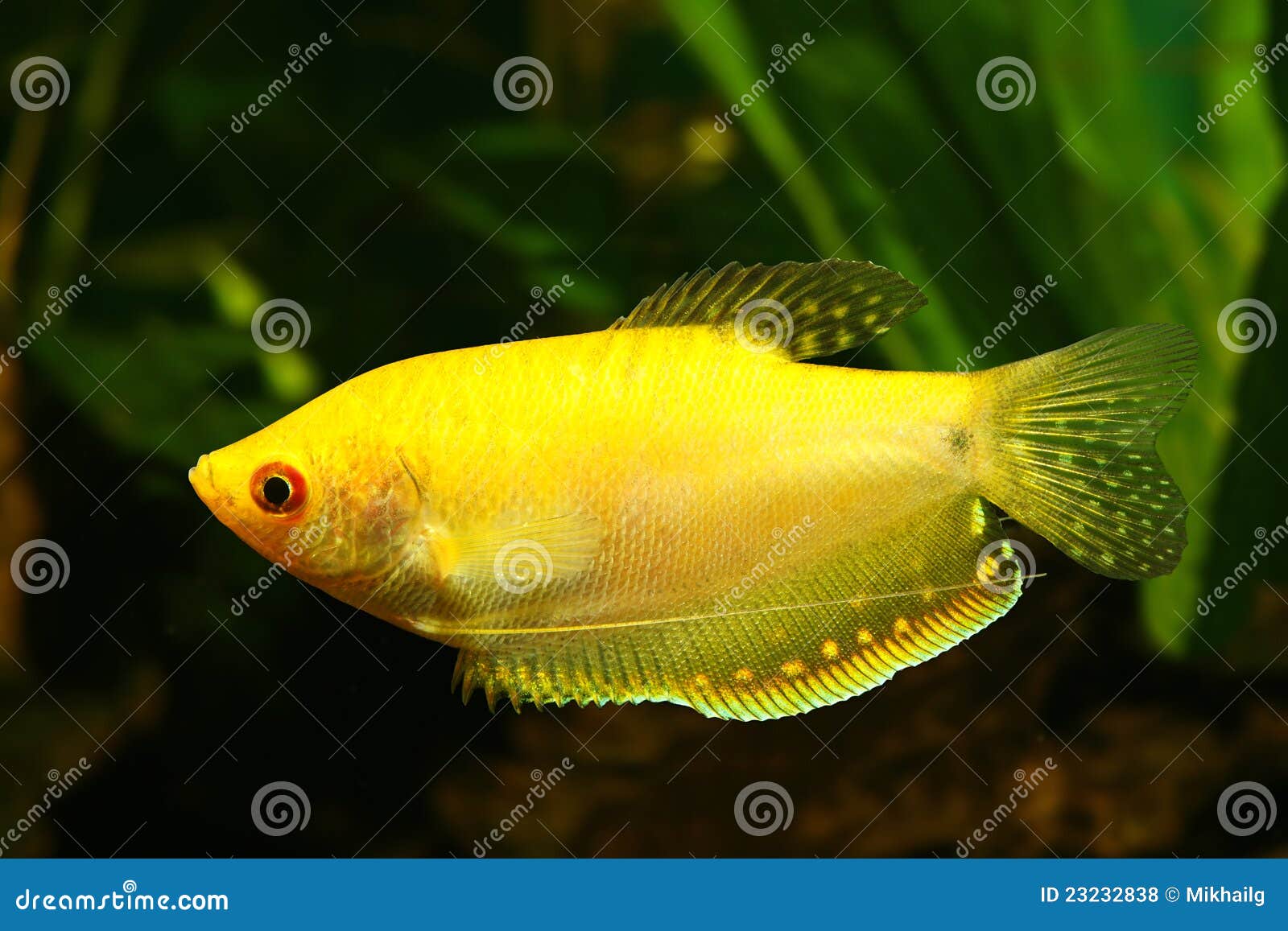 Golden gourami stock photo. Image of tank, bright, freshwater - 23232838