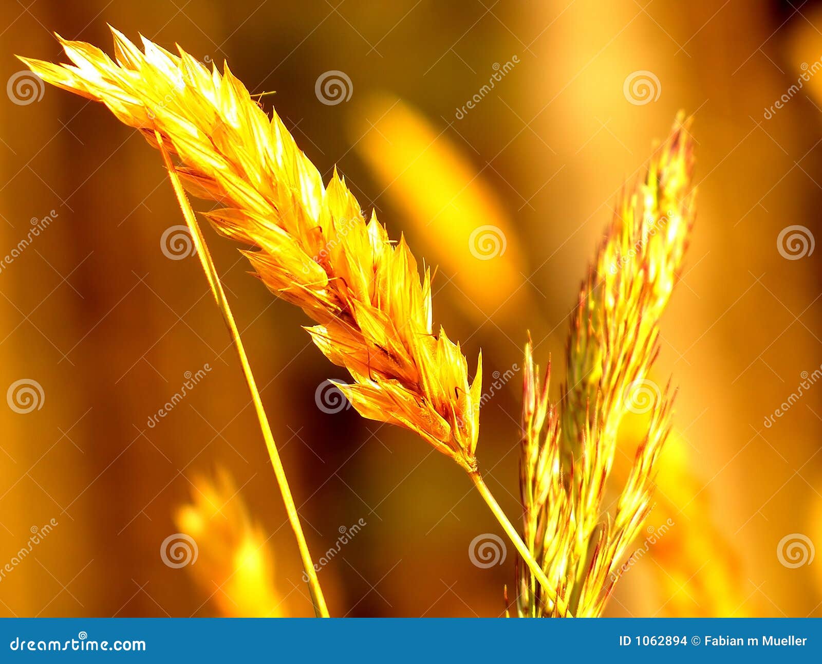 Golden grain stock photo. Image of health, agriculture - 1062894