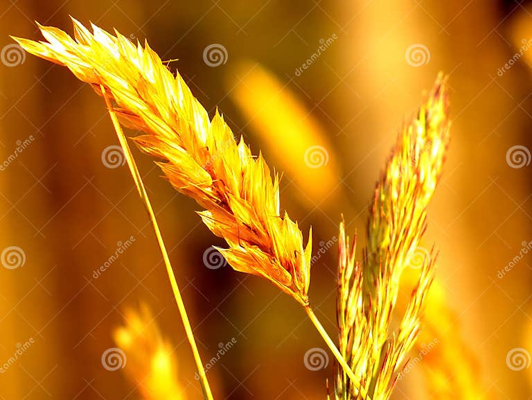 Golden grain stock photo. Image of health, agriculture - 1062894