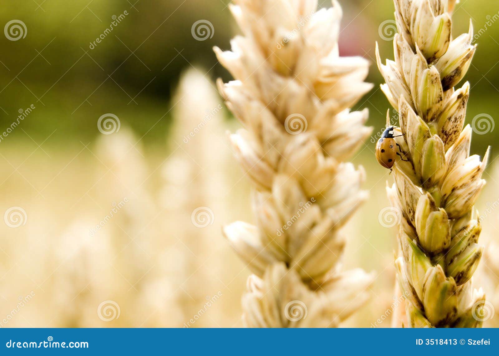 Golden grain stock image. Image of baking, growth, bread - 3518413
