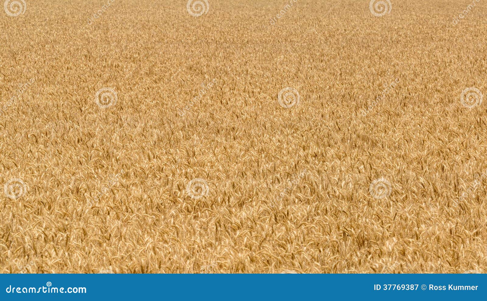 Golden grain stock image. Image of field, barley, yellow - 37769387