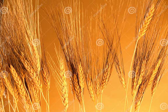 Golden grain stock image. Image of details, carbohydrates - 3964337