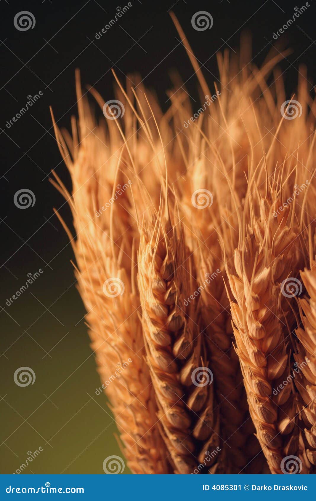 Golden grain stock image. Image of food, health, farm - 4085301