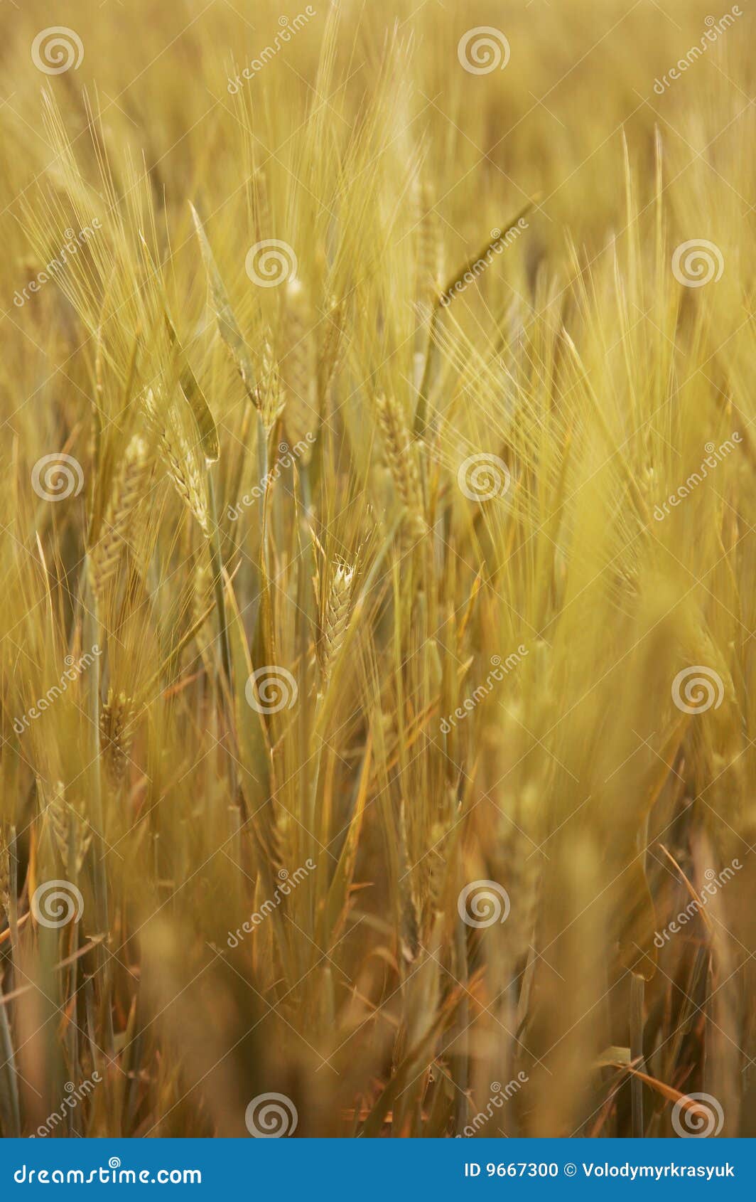 Golden grain stock photo. Image of grain, growing, gold - 9667300