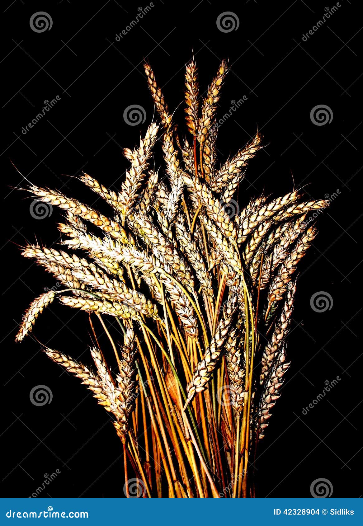 Golden grain stock photo. Image of food, ingredience - 42328904