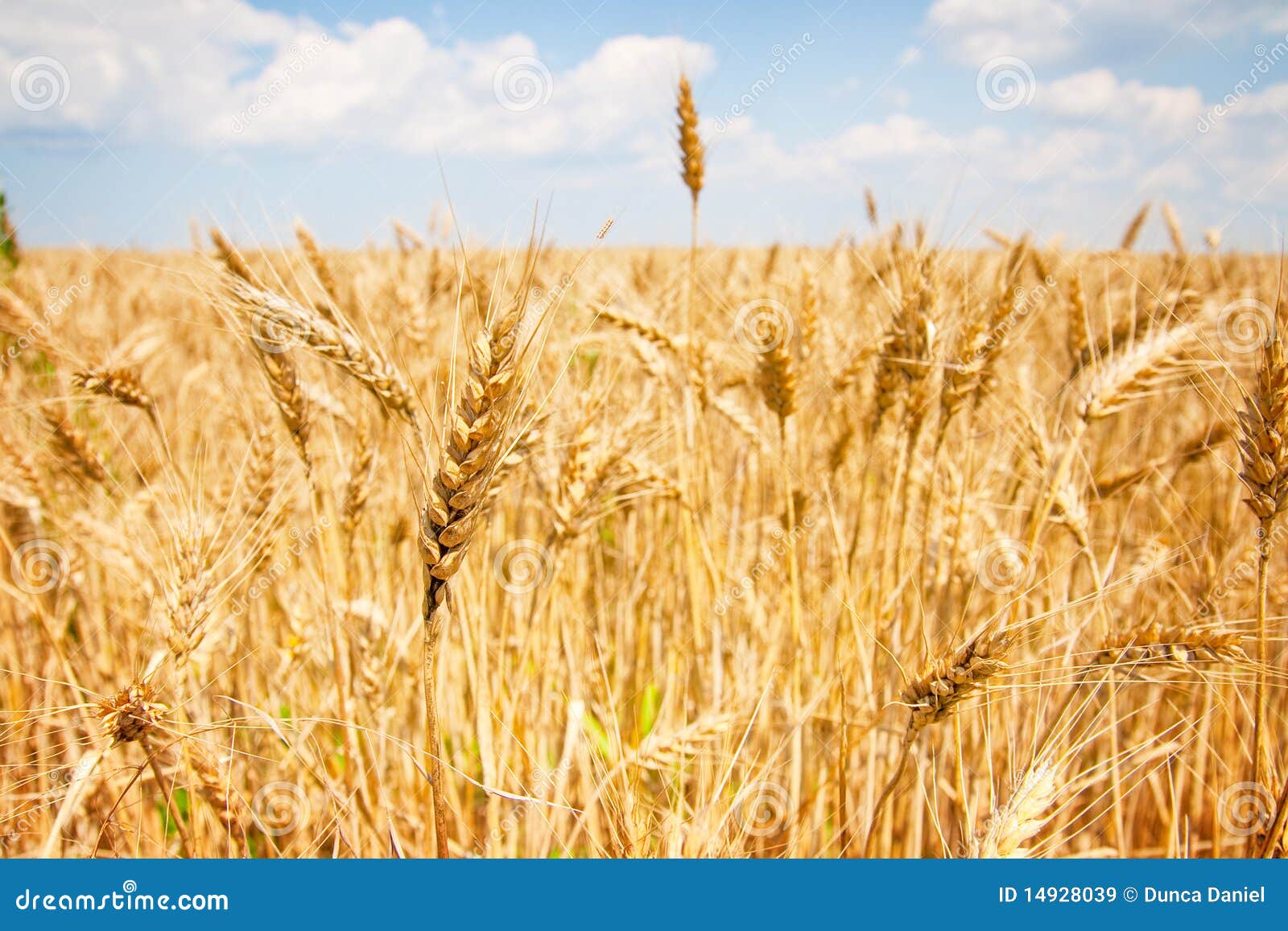 Golden grain field stock image. Image of closeup, farm - 14928039