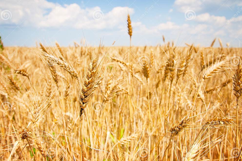 Golden grain field stock image. Image of closeup, farm - 14928039