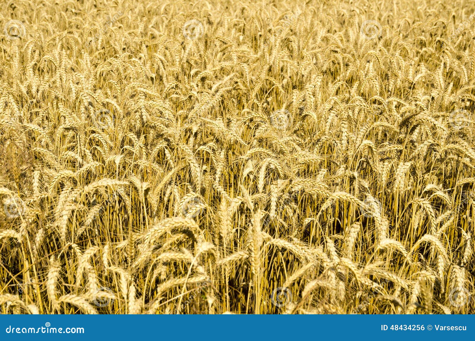 Golden Grain Field Background Stock Photo - Image of straw, wheat: 48434256
