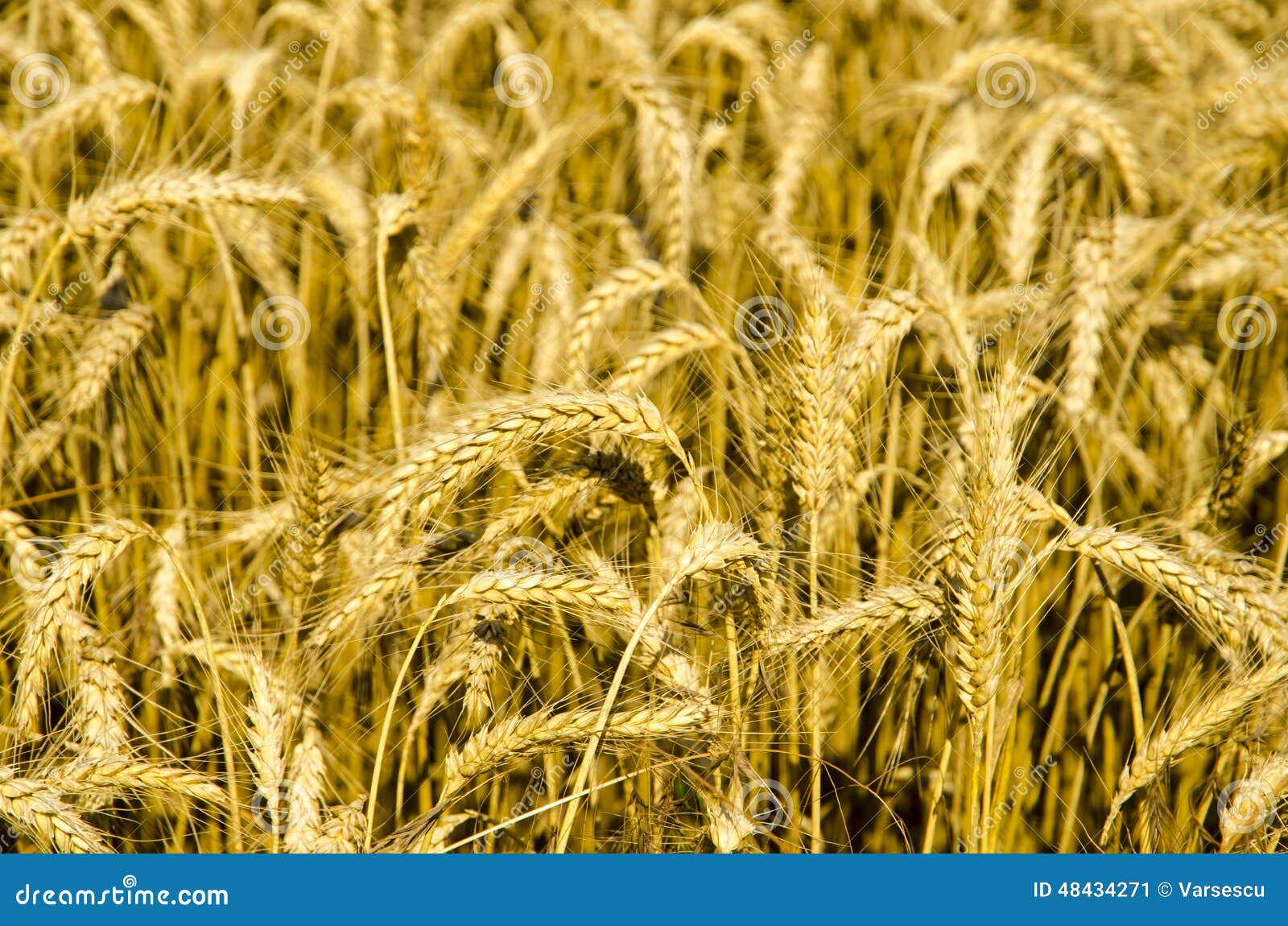 Golden Grain Field Background Stock Image - Image of yellow ...