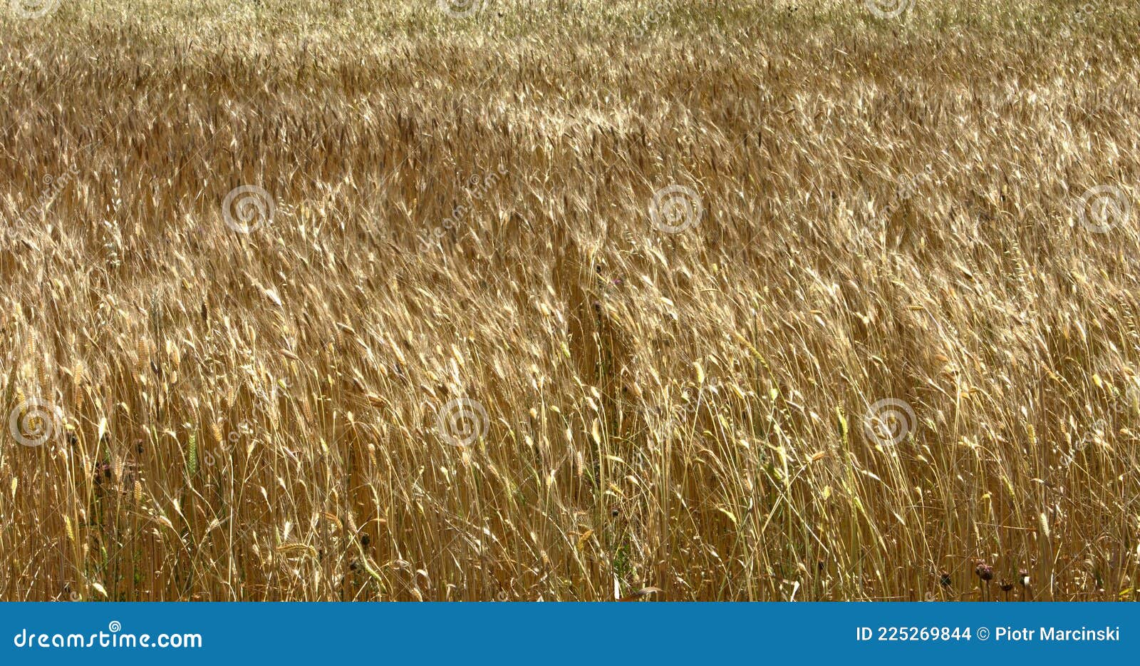 Golden grain on field stock photo. Image of wheat, country - 225269844