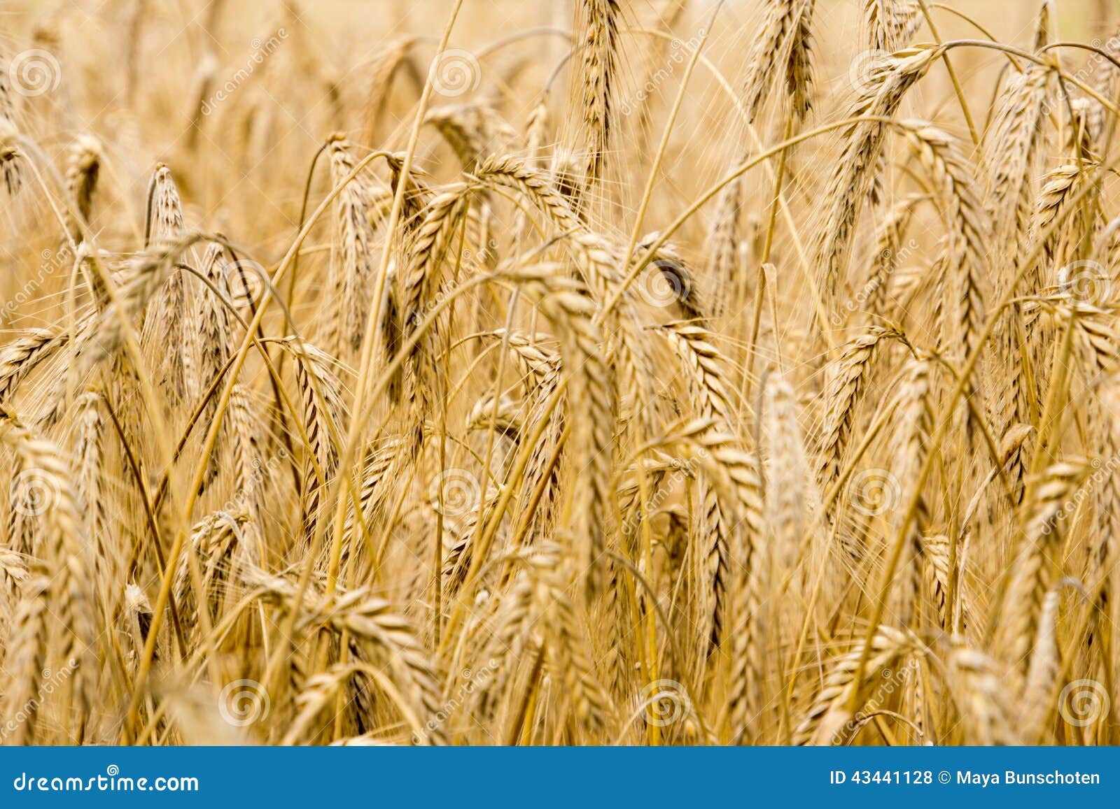 Golden grain stock photo. Image of beauty, grain, rural - 43441128