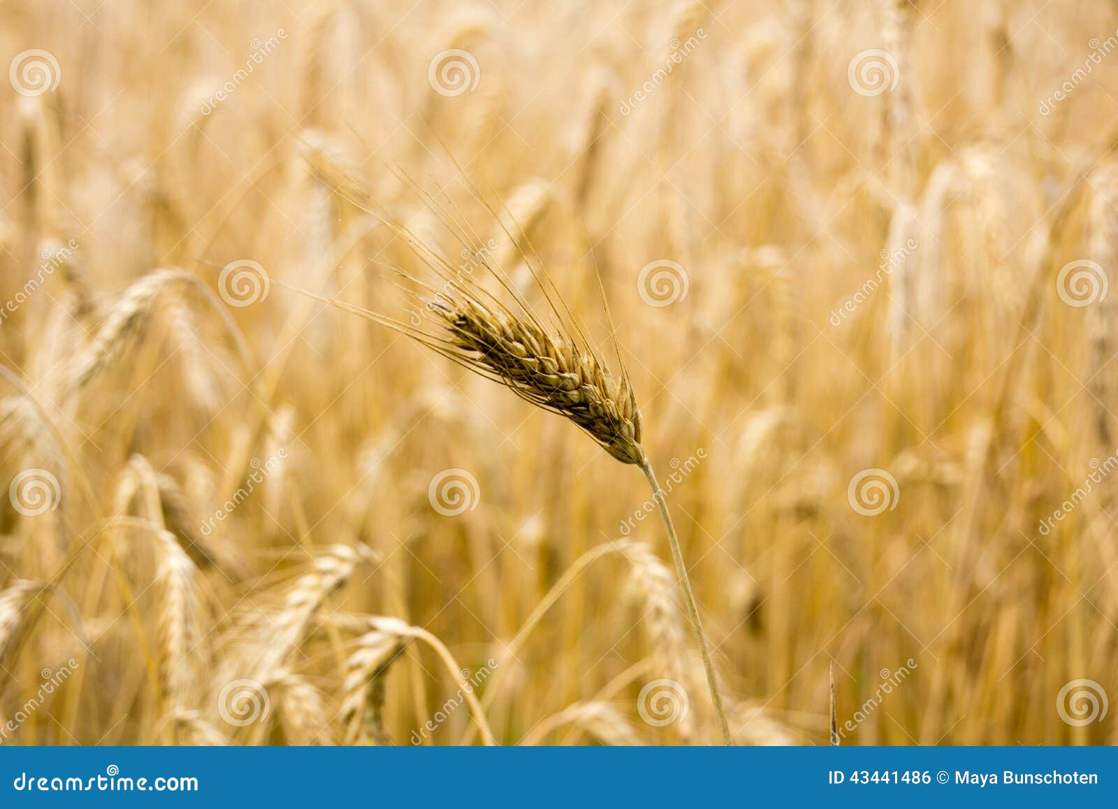 Golden grain stock photo. Image of bright, straw, land - 43441486