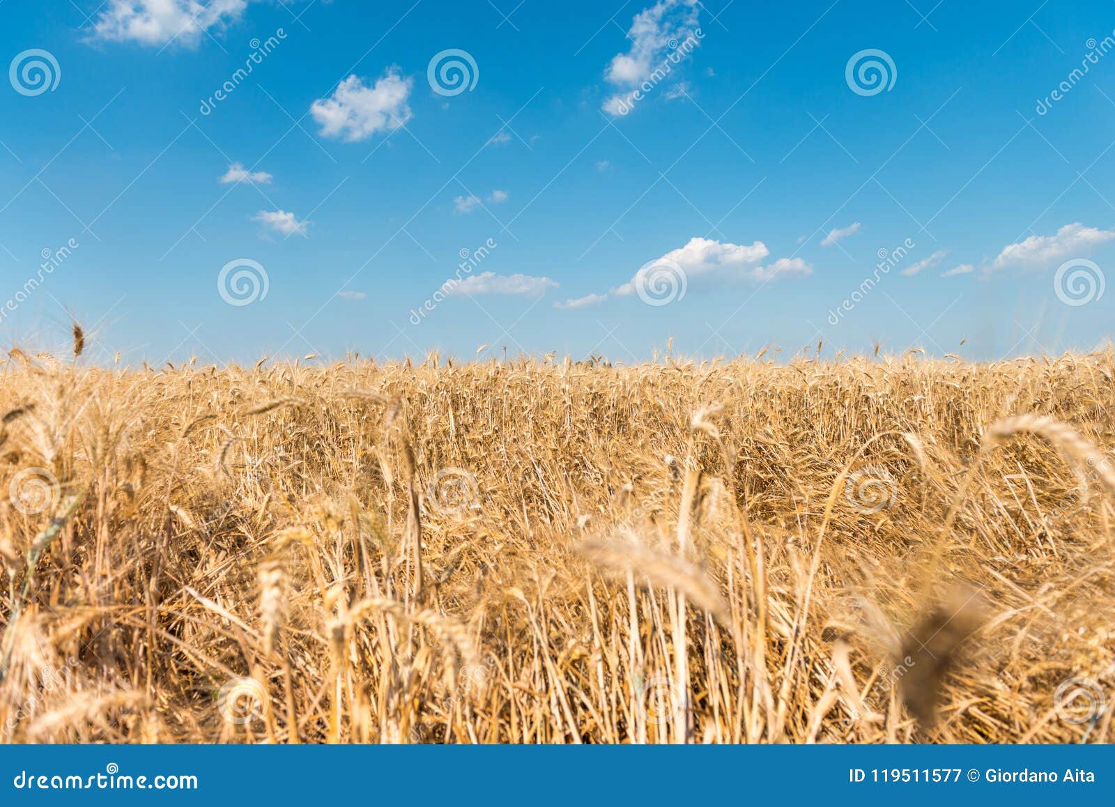 Golden grain field stock image. Image of field, summer - 119511577