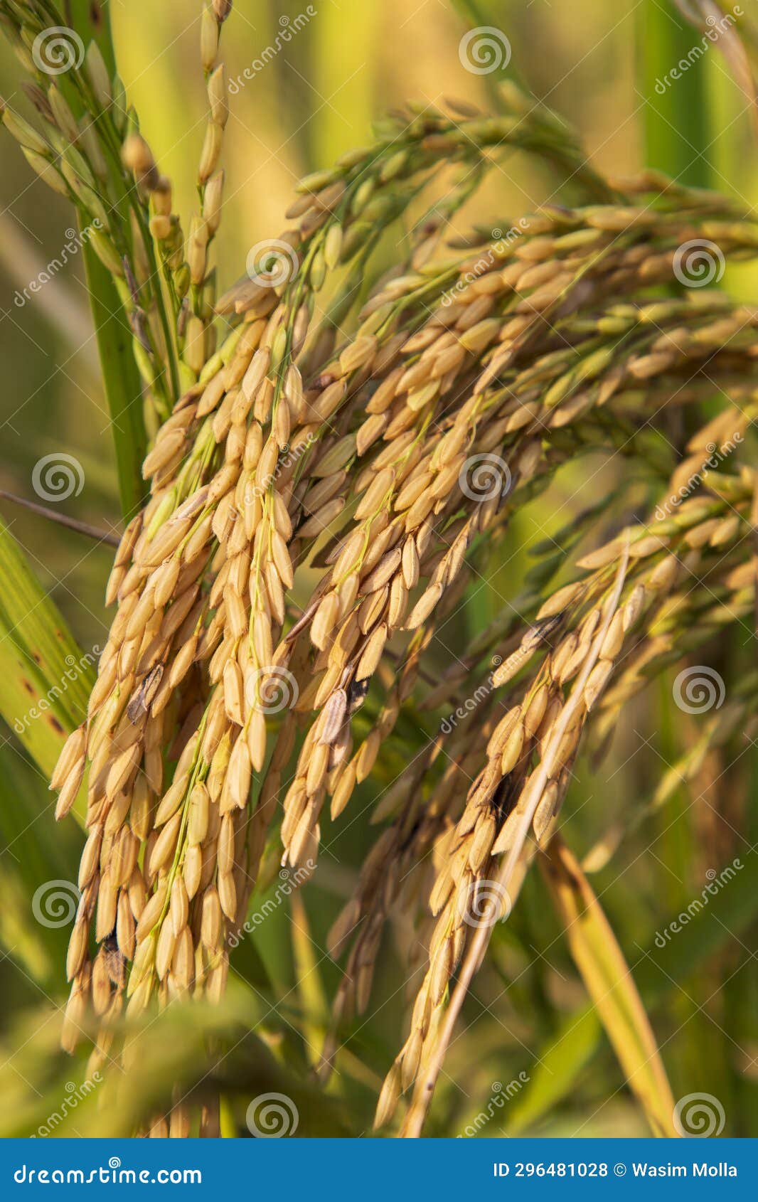Golden Grain Rice Spike Harvest of Rice Field Stock Photo - Image of ...