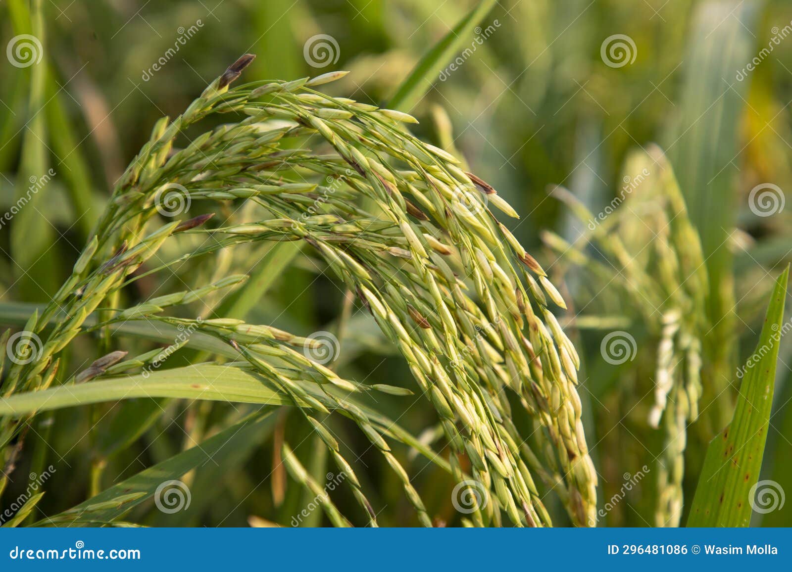 Golden Grain Rice Spike Harvest of Rice Field Stock Photo - Image of ...