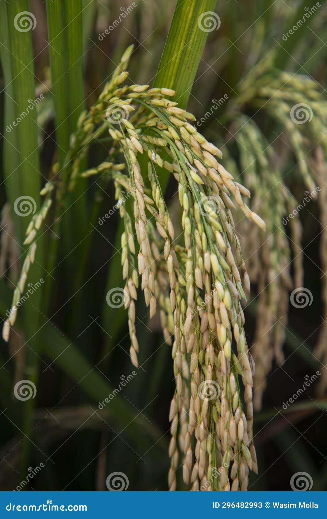 Golden Grain Rice Spike Harvest of Rice Field Stock Image - Image of ...
