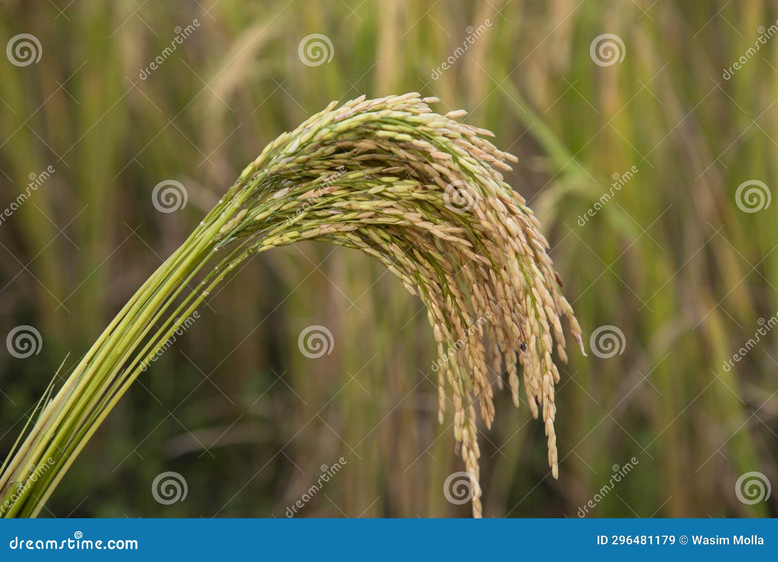 Golden Grain Rice Spike Harvest with Sallow Depth of Field Stock Image ...