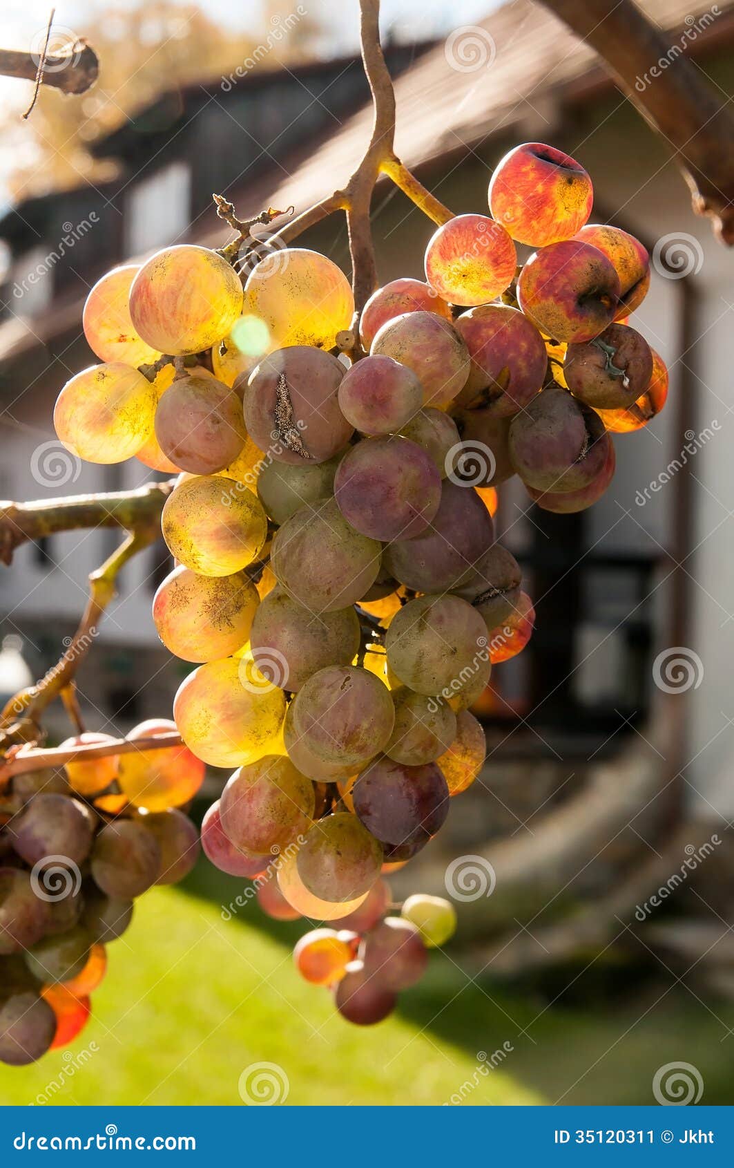 Golden grape stock image. Image of grape, fruit, fall - 35120311