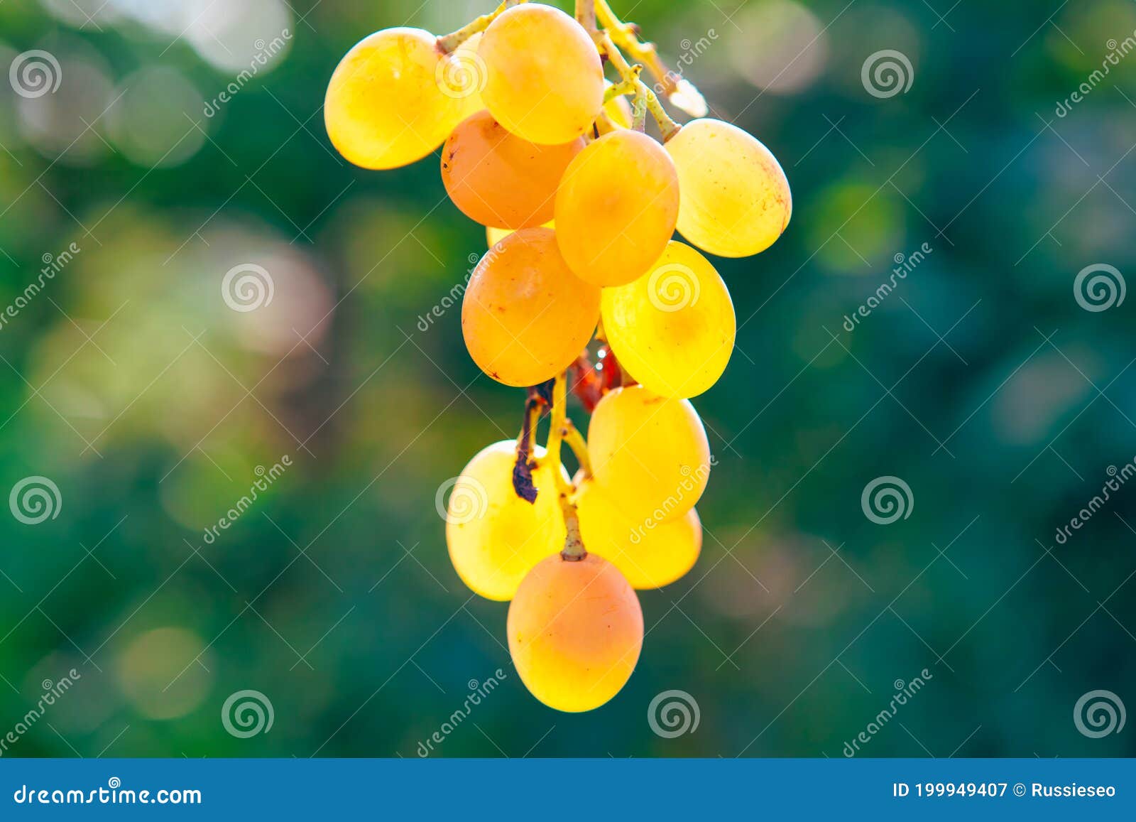 Golden Grape Vine On Forged Grates Stock Photography | CartoonDealer ...