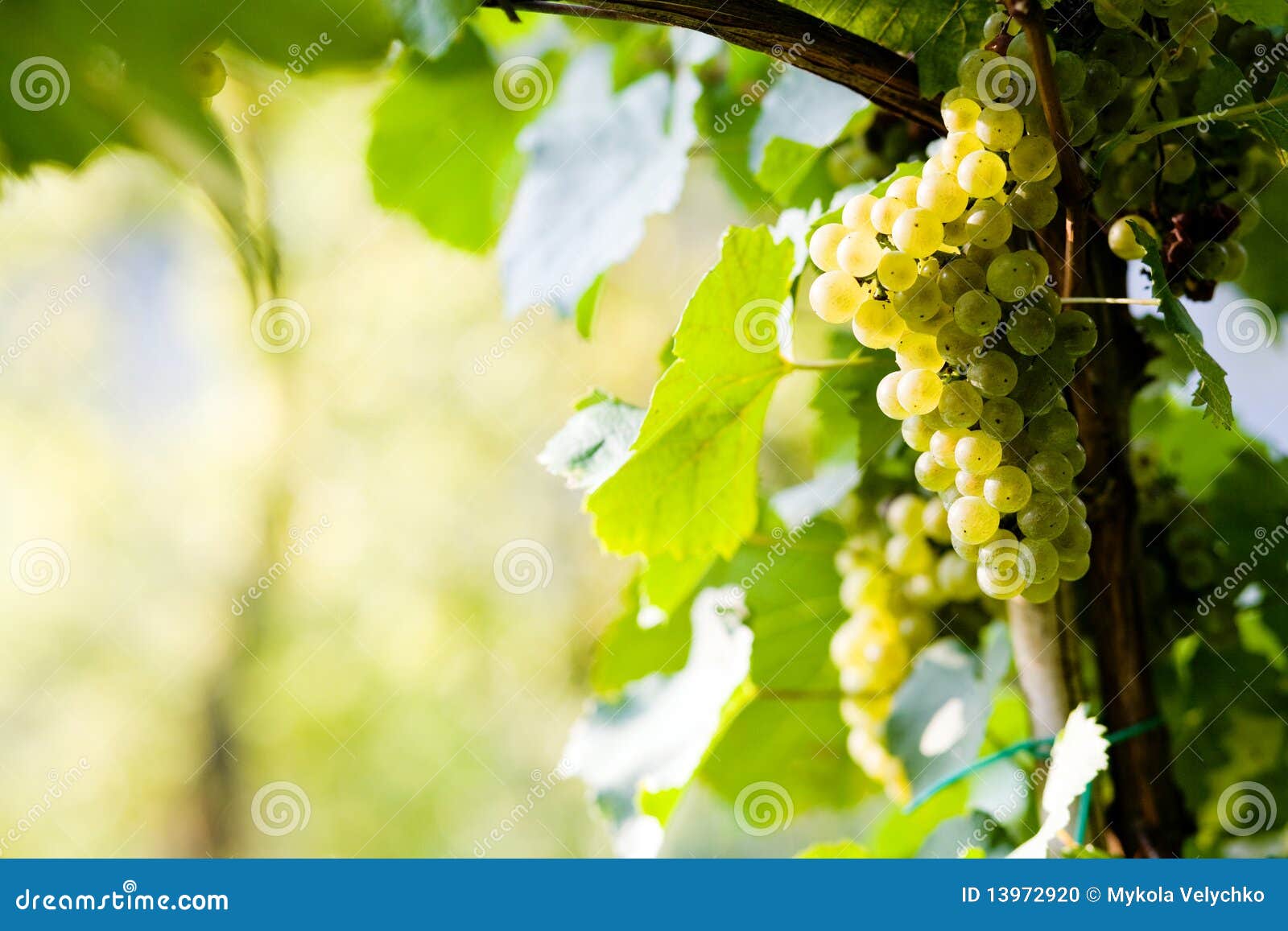 Golden grapes stock photo. Image of growth, green, plant - 13972920