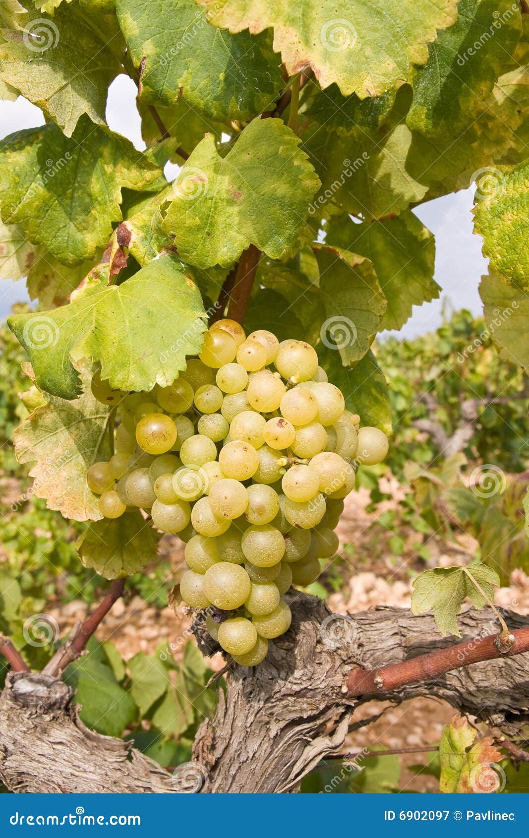 Golden grapes stock image. Image of czech, healthy, grapevine - 6902097