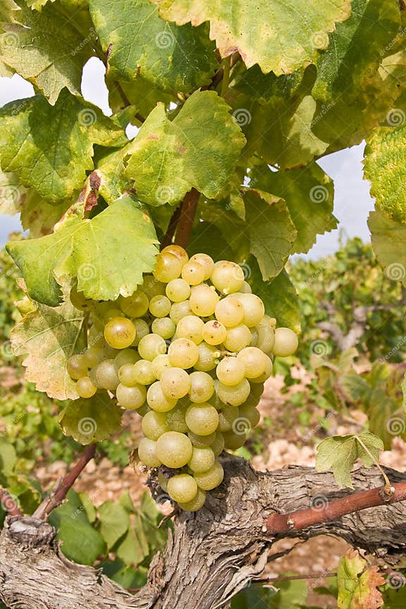 Golden grapes stock image. Image of czech, healthy, grapevine - 6902097