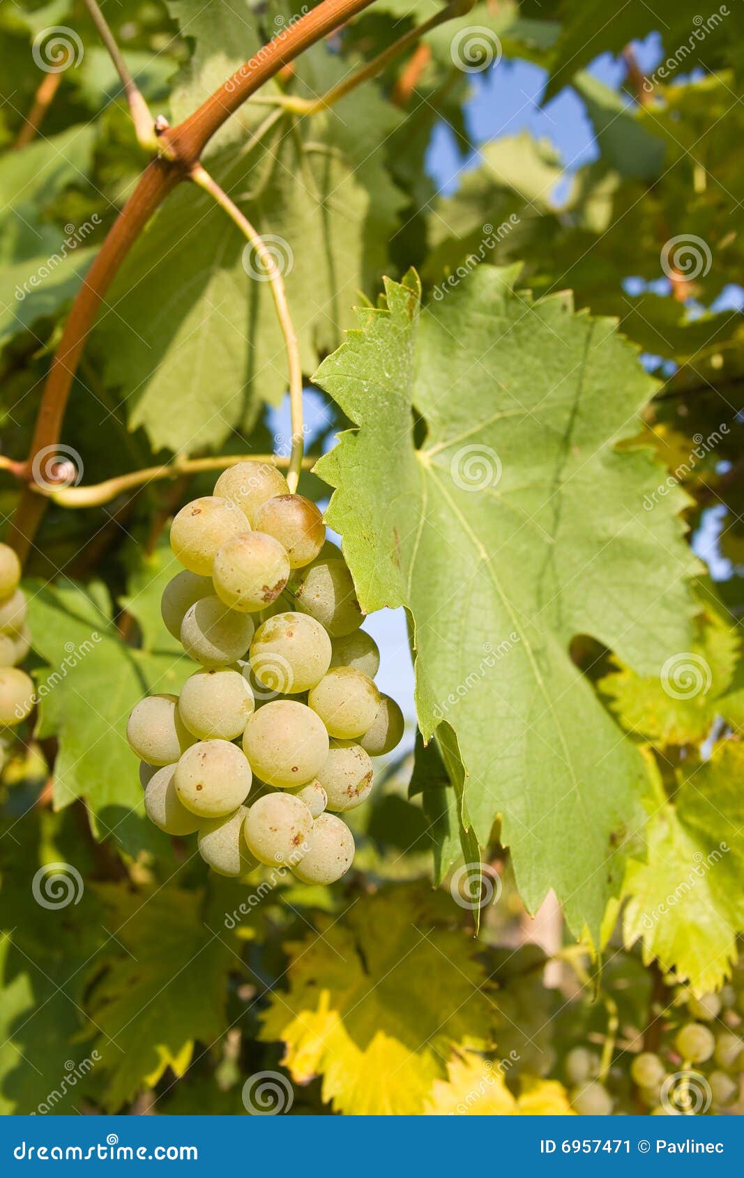 Golden grapes stock image. Image of czech, grape, fruit - 6957471
