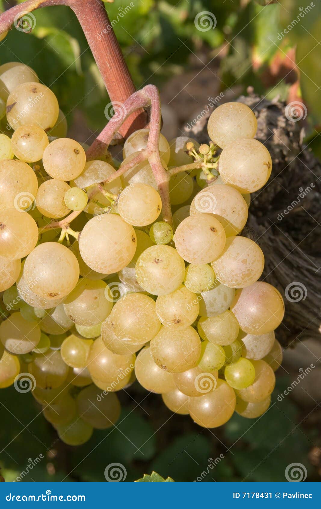 Golden grapes stock image. Image of leaf, grapes, close - 7178431