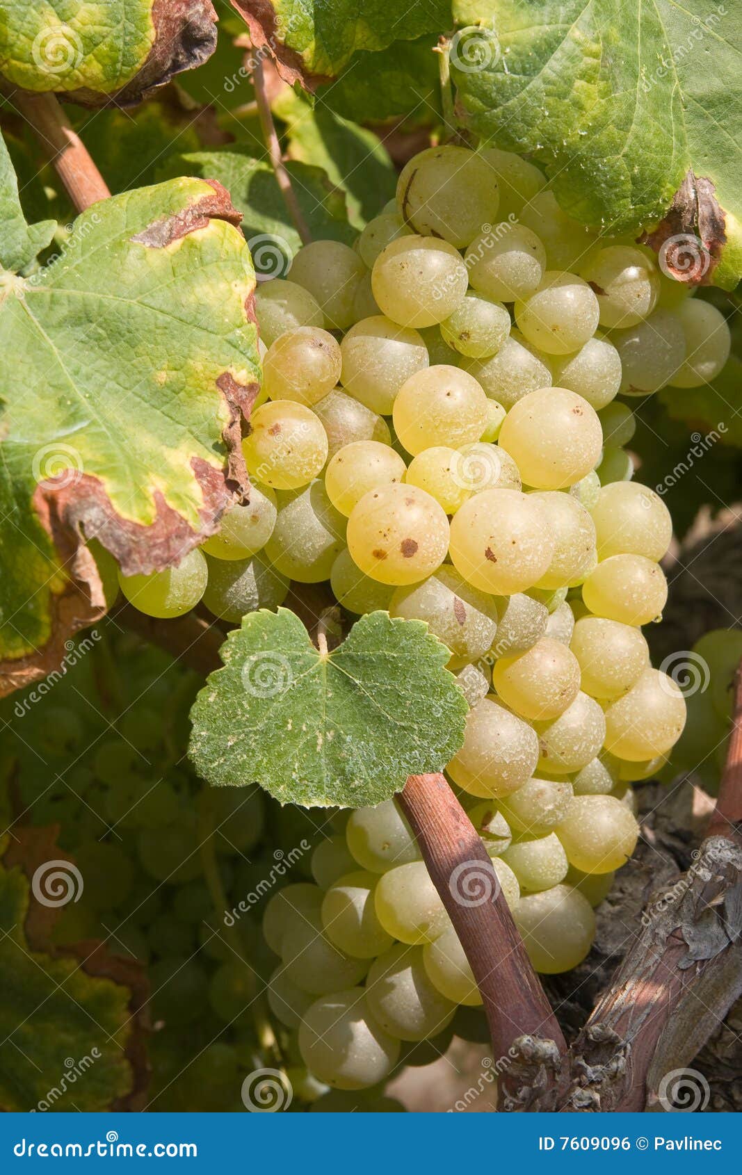 Golden grapes stock photo. Image of close, garden, grapes - 7609096