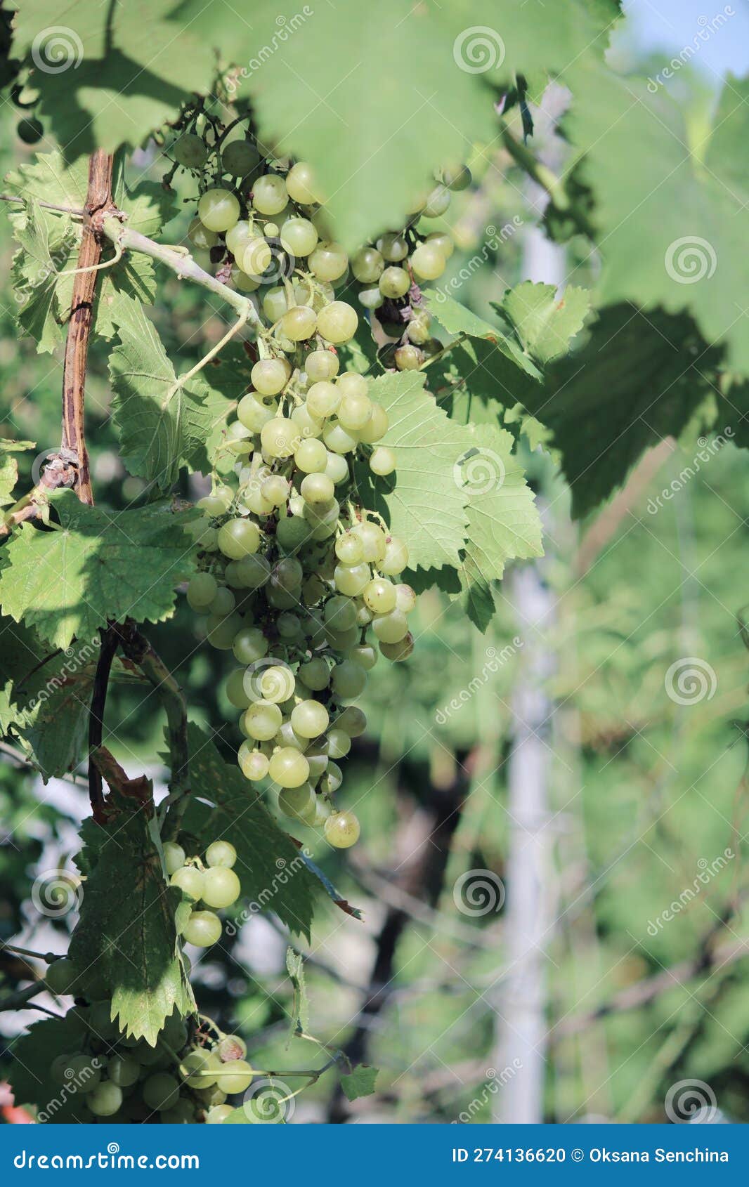Golden grapes stock photo. Image of berry, tree, agriculture - 274136620