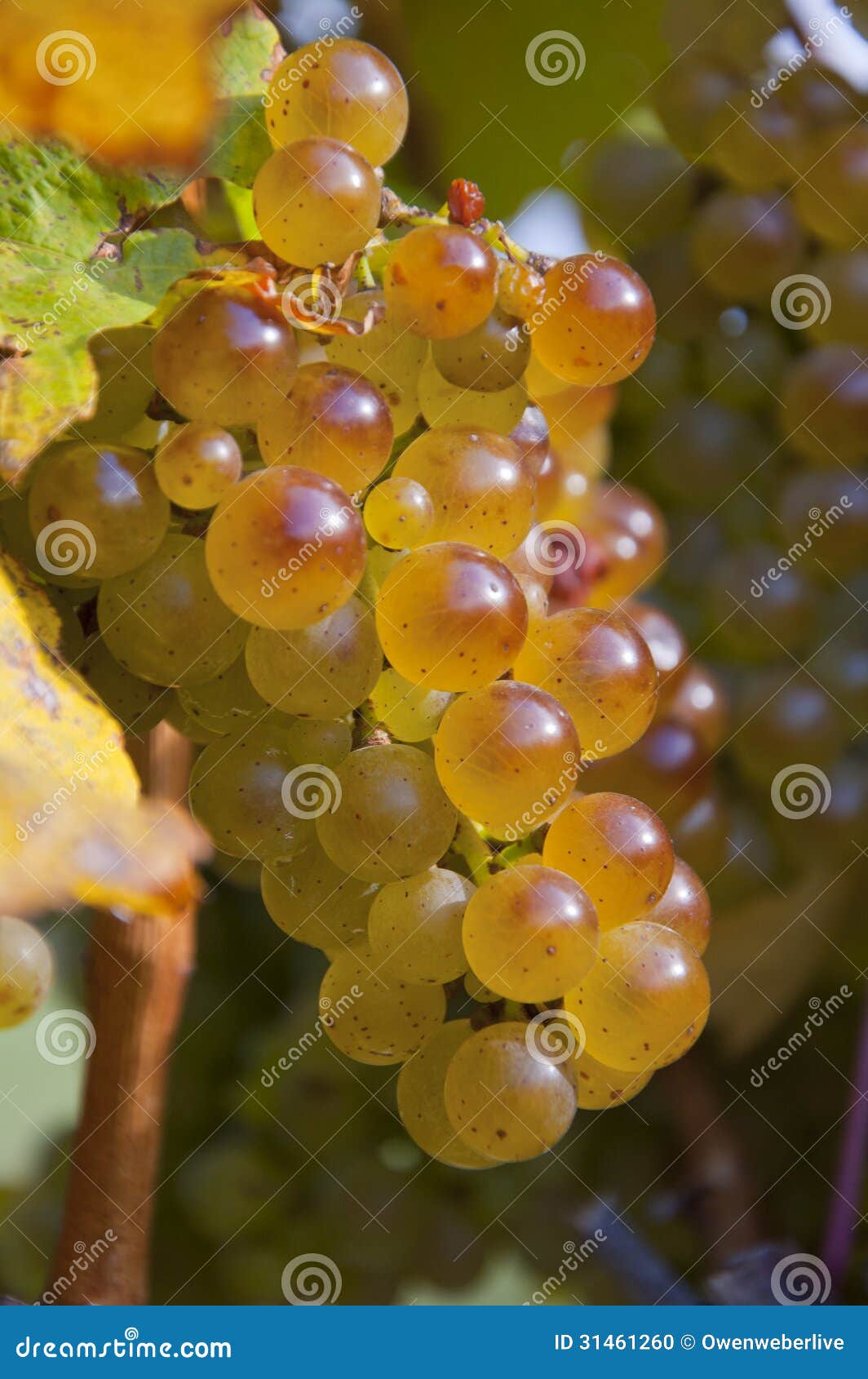 Golden grapes on vine stock photo. Image of grow, macro - 31461260