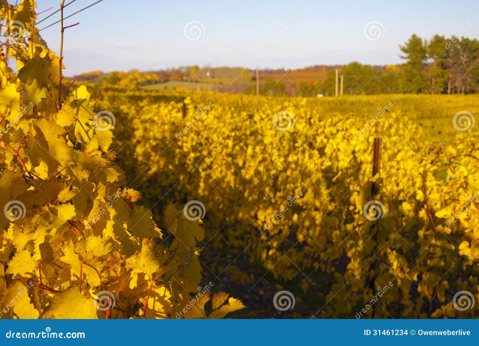Golden grapevine leaves stock photo. Image of grow, farm - 31461234