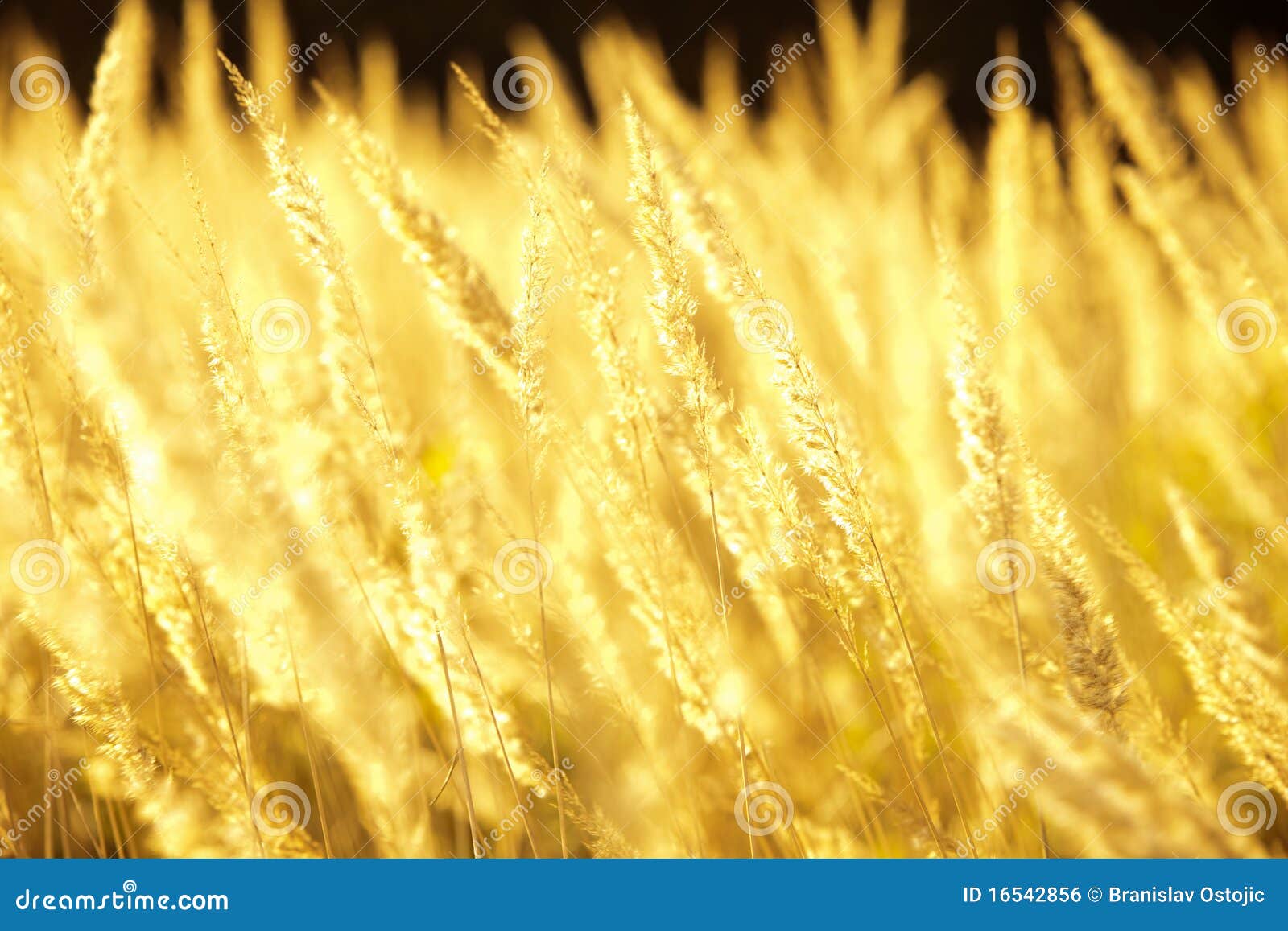Golden grass stock photo. Image of orange, wind, sunlight - 16542856
