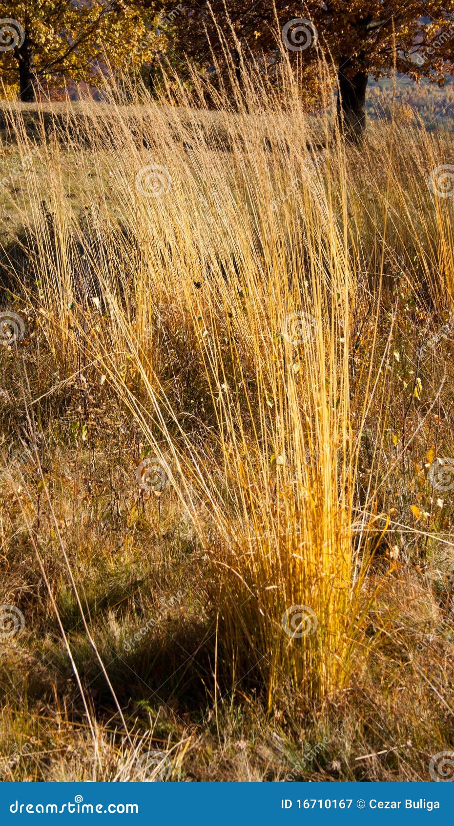 Golden grass stock image. Image of intensity, autumn - 16710167