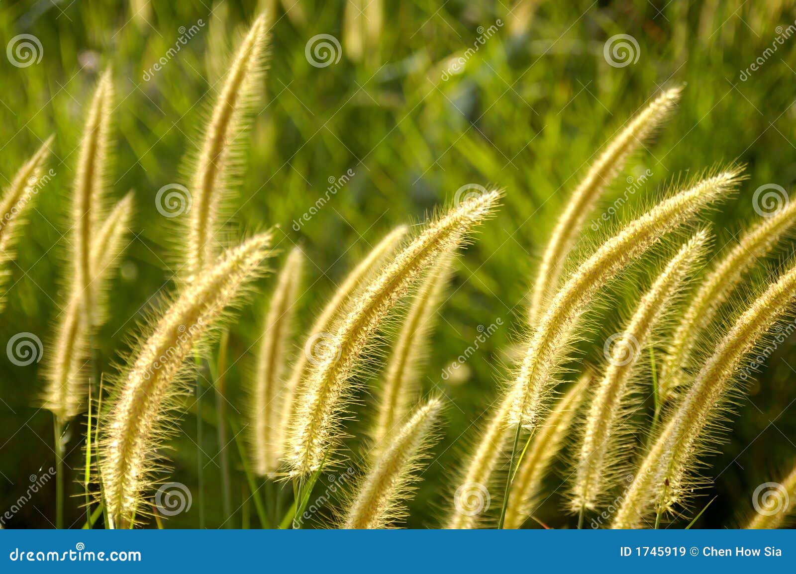Golden Grass stock image. Image of park, farm, flora, straw - 1745919