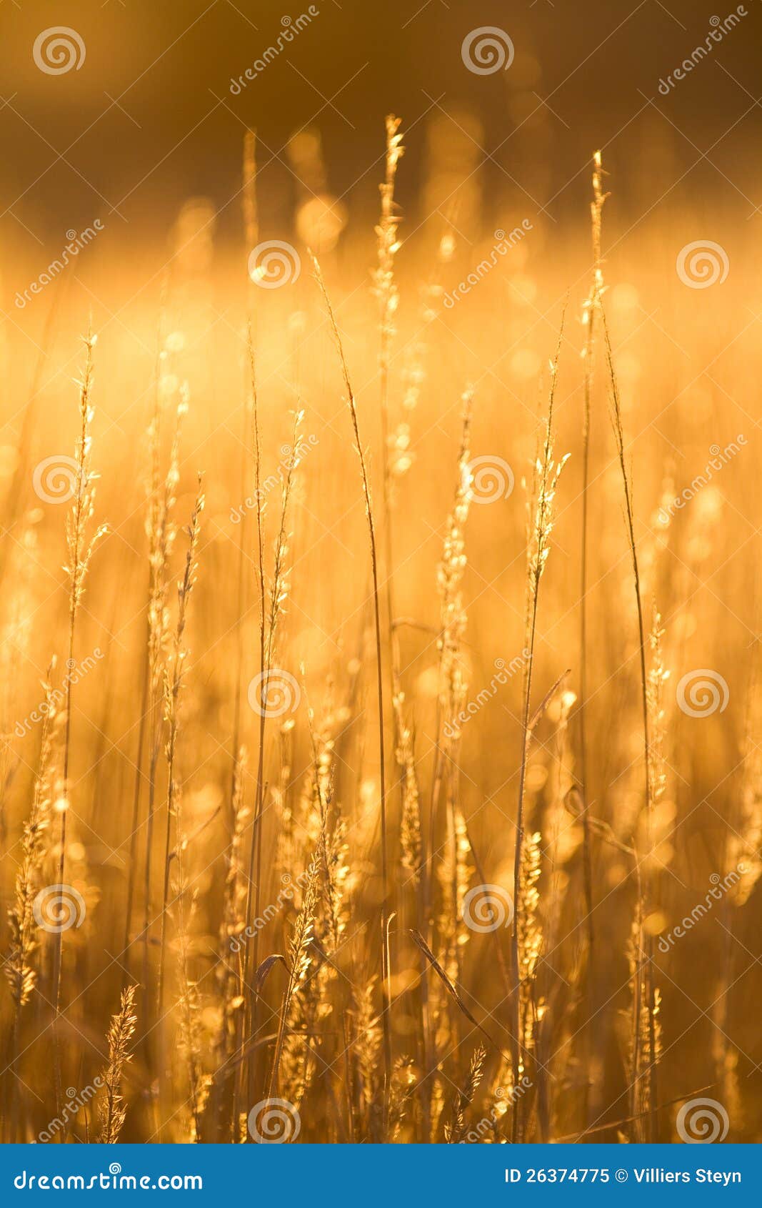 Golden grass stock image. Image of daytime, reflection - 26374775