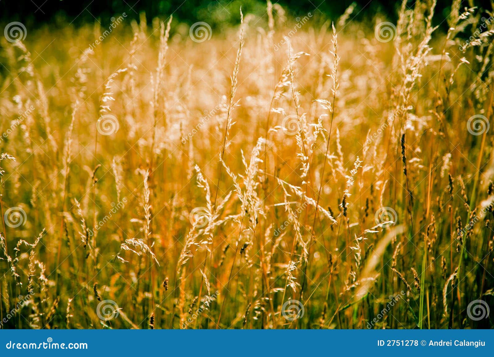 Golden Grass stock photo. Image of closeup, nature, field - 2751278