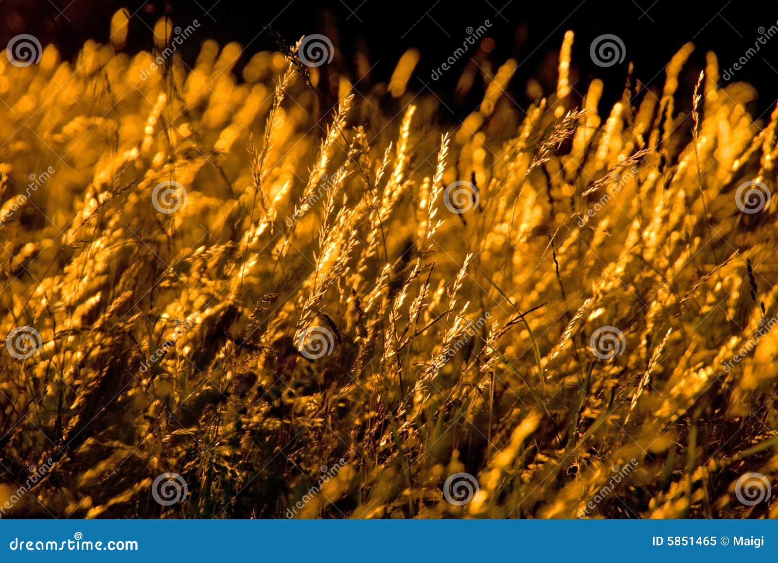 Golden grass stock image. Image of light, grass, golden - 5851465