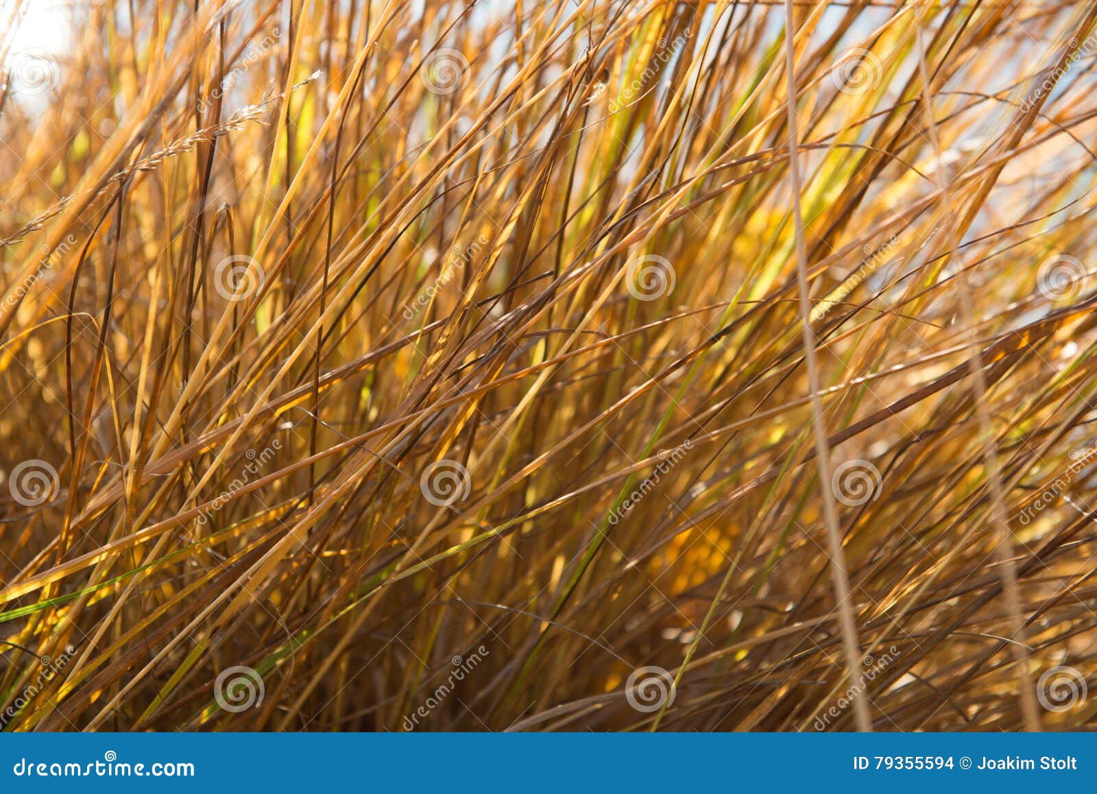 Golden grass stock photo. Image of vertical, diagonal - 79355594