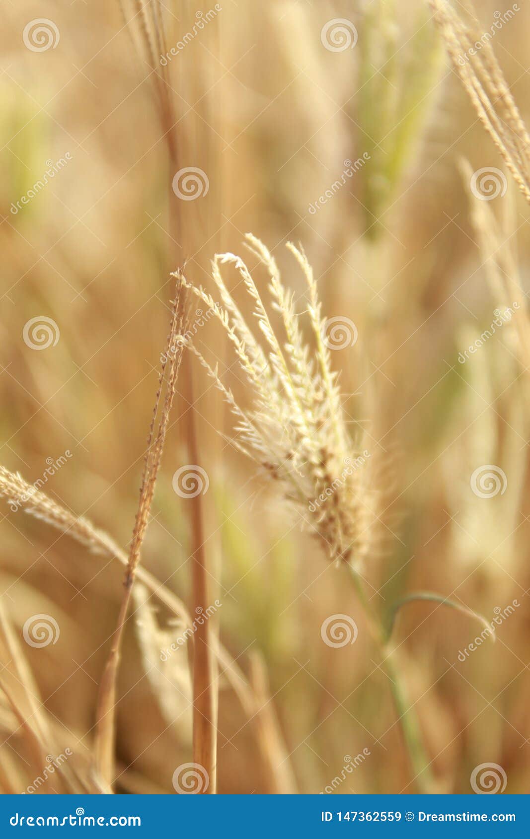 Golden Grass Closeup with Blurred Background Stock Image - Image of ...