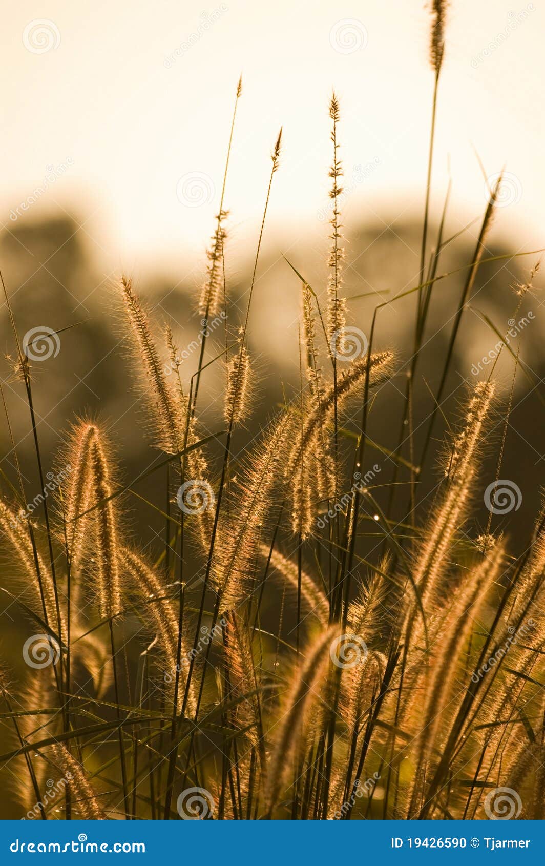 Golden grass field closeup stock photo. Image of golden - 19426590