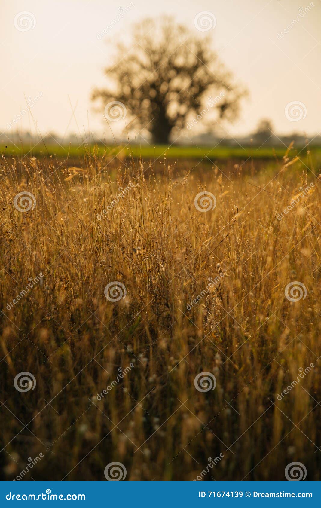 Golden grass field stock image. Image of field, plant - 71674139