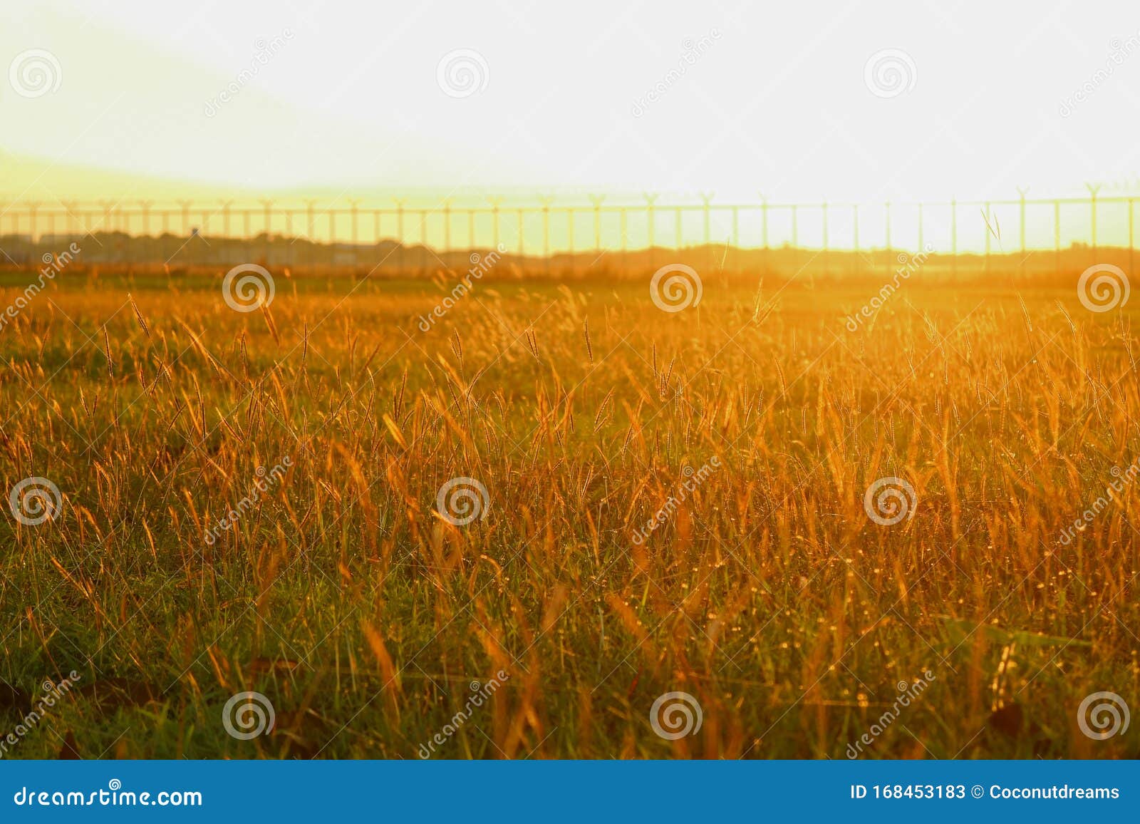 Golden Grass Field in the Evening Sunlight Stock Image - Image of field ...