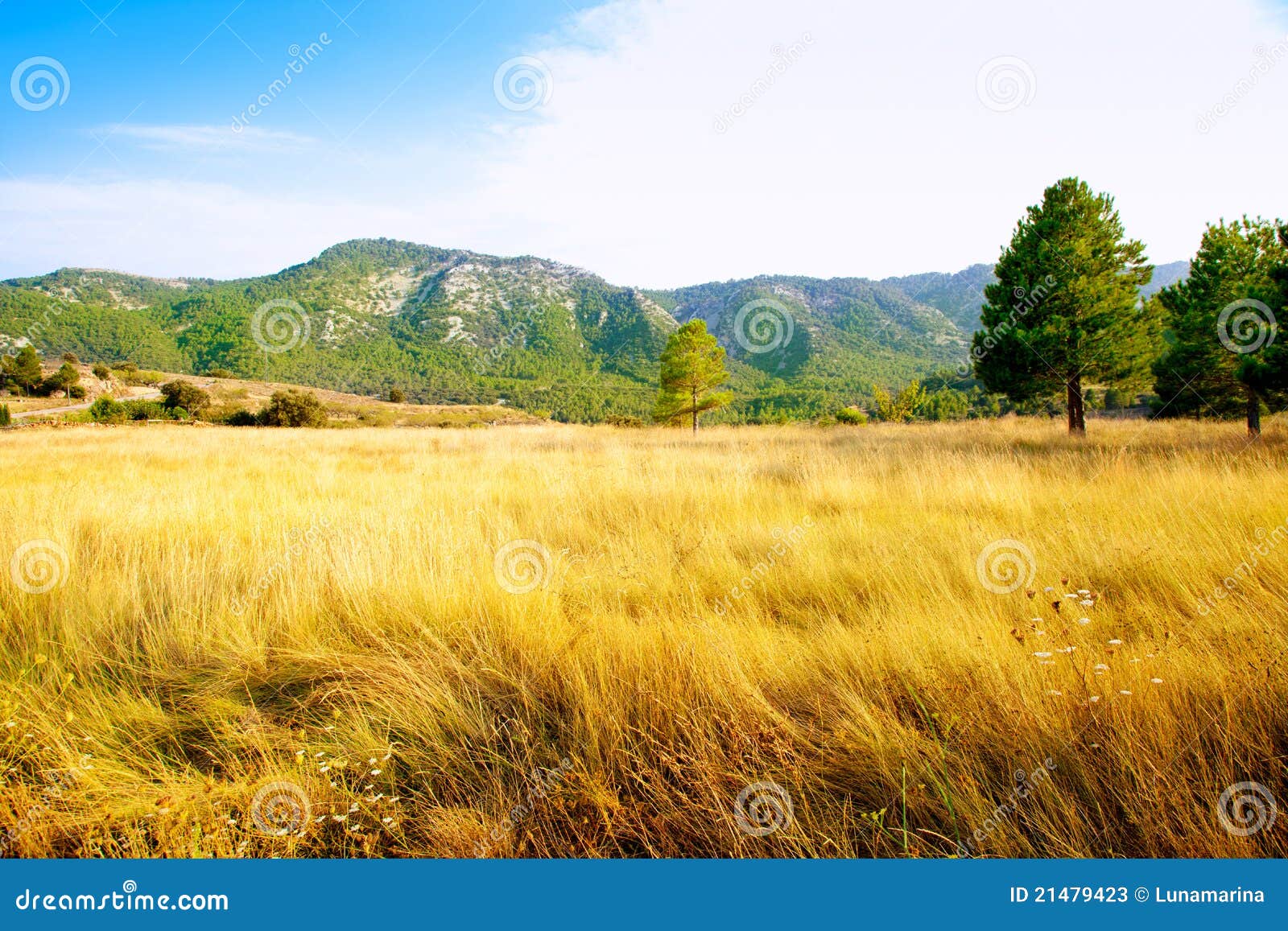 Golden Grass Field with Pine Tree Mountains Stock Image - Image of ...