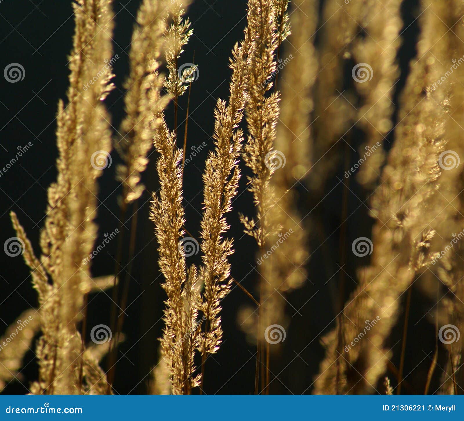 Golden Grass Nature Abstract Stock Image - Image of autumn, golden ...