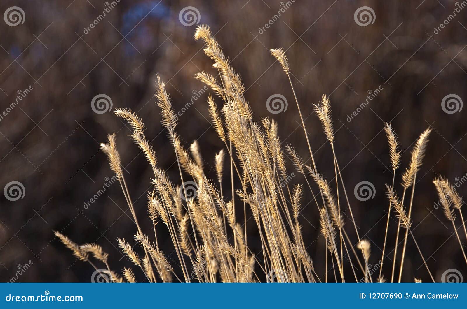 Golden Grass Seed Heads stock photo. Image of simple - 12707690